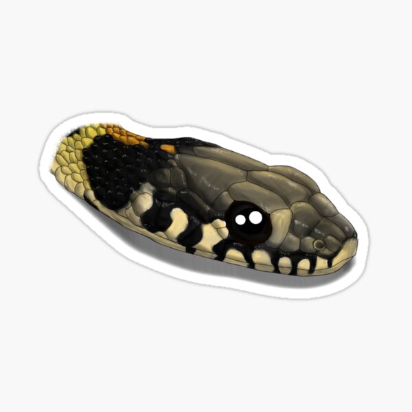 "Eastern Blackneck Garter Snake" Sticker for Sale by AfroHerpkeeper ...