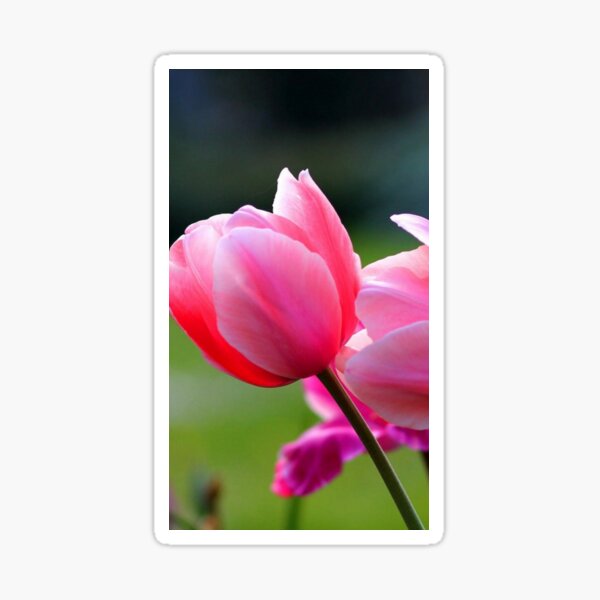 Parizo Shop | Redbubble