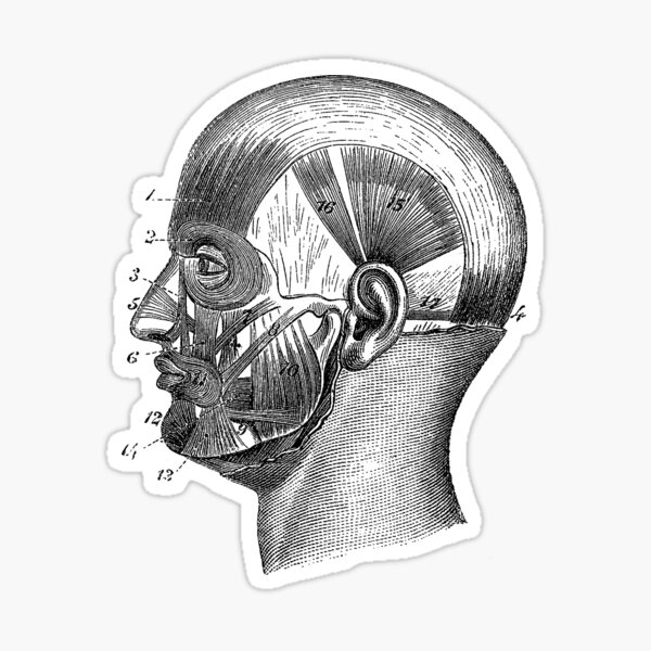 "Human Skull Muscular Diagram - Vintage Anatomy Poster 2" Sticker for ...