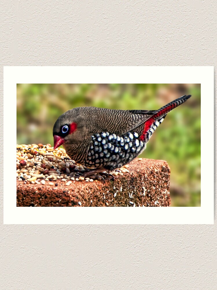 "Red-eared Firetail (Stagonopleura oculata)" Art Print for Sale by ...