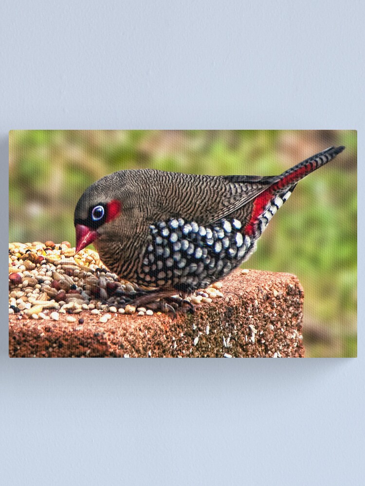 "Red-eared Firetail (Stagonopleura oculata)" Canvas Print for Sale by ...