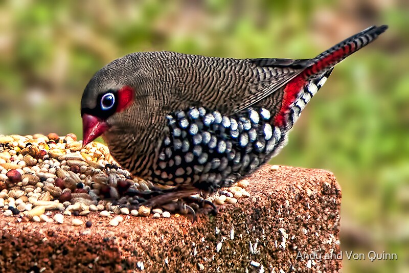 "Red-eared Firetail (Stagonopleura oculata)" by Andy and Von Quinn ...