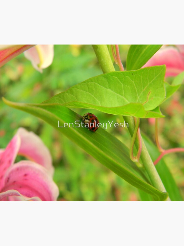 Ladybug Shower Curtain sold by Us Virgin Islands Northern | SKU ...