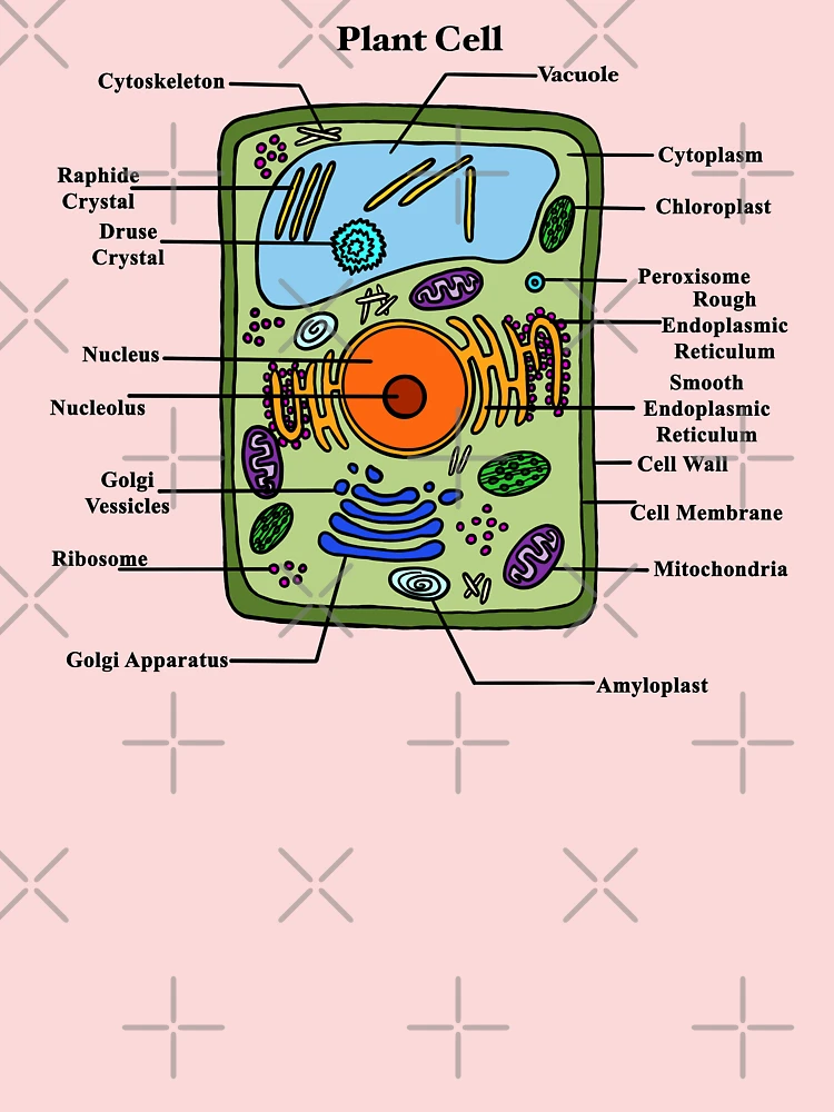 Plant Cell Labeled Diagram For Kids