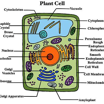 Plant Cell Labeled Diagram For Kids