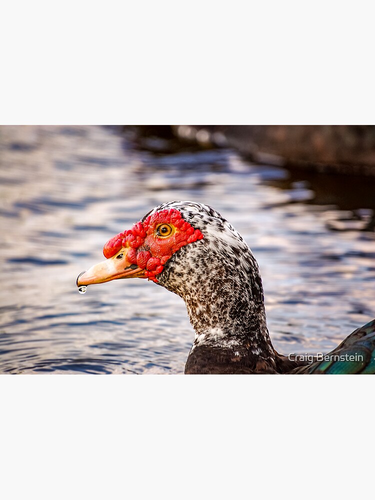 "Muscovy Duck" Sticker for Sale by cbernstein | Redbubble