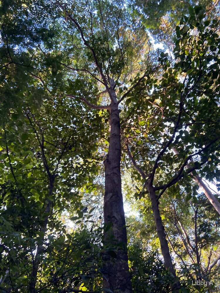"Rainforest canopy" Sticker for Sale by Libbyyyyy | Redbubble