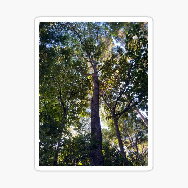 "Rainforest canopy" Sticker for Sale by Libbyyyyy | Redbubble