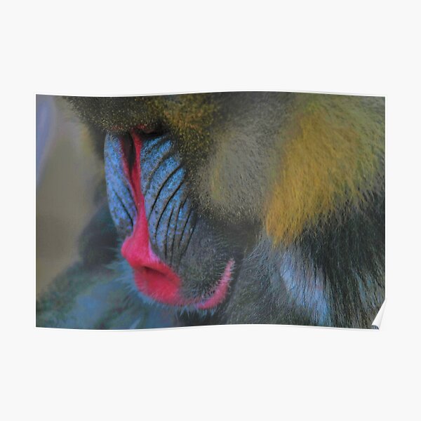 "Baboon" Poster for Sale by Anwar1982 | Redbubble