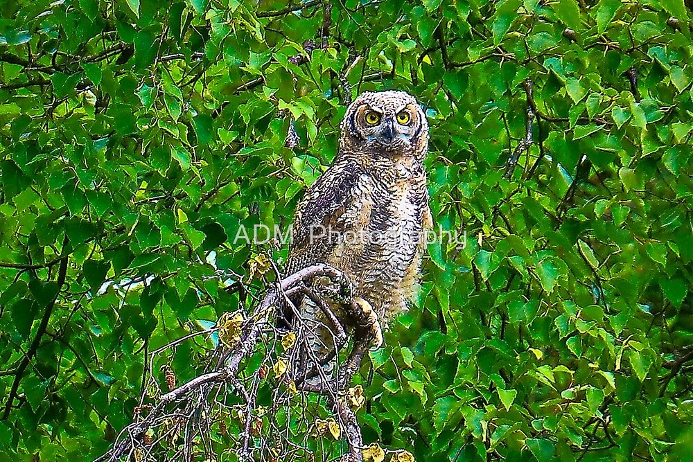 "Owl Perched" by ADM Photography | Redbubble