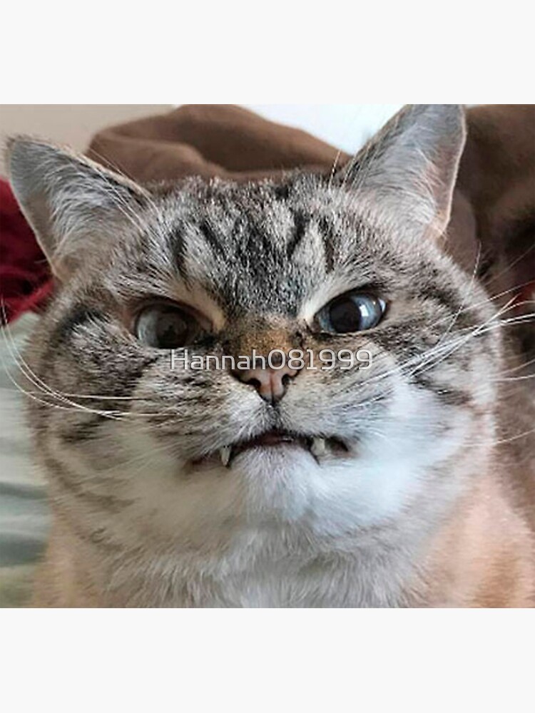 "Mad cat meme" Sticker for Sale by Hannah081999 | Redbubble