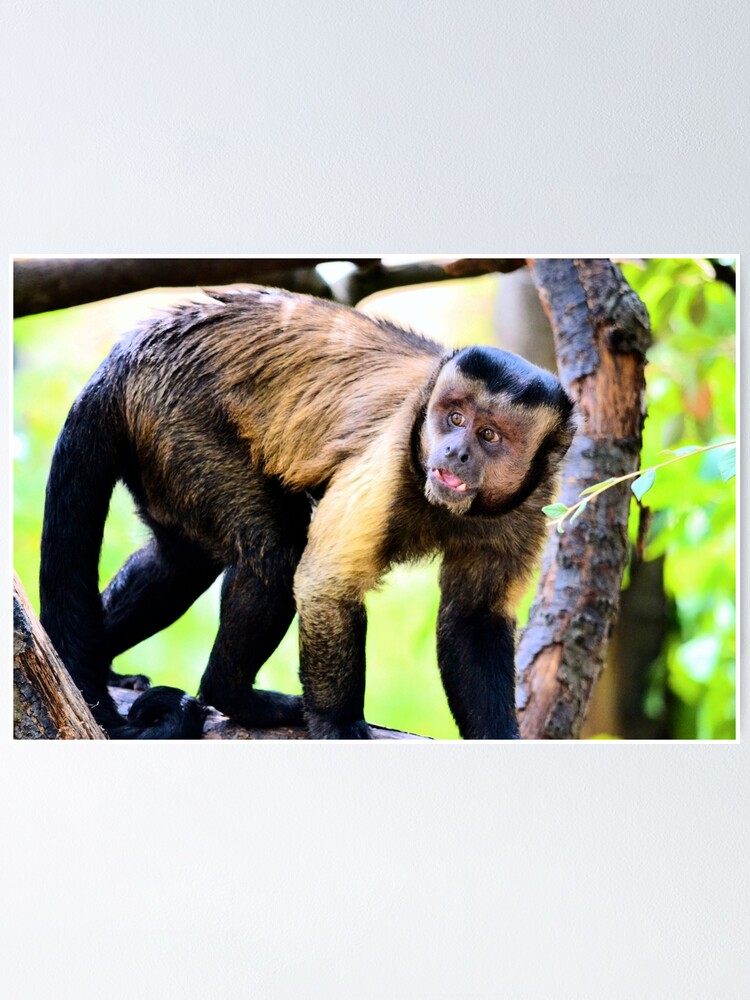 "The Intrigued Capuchin" Poster by debralore | Redbubble