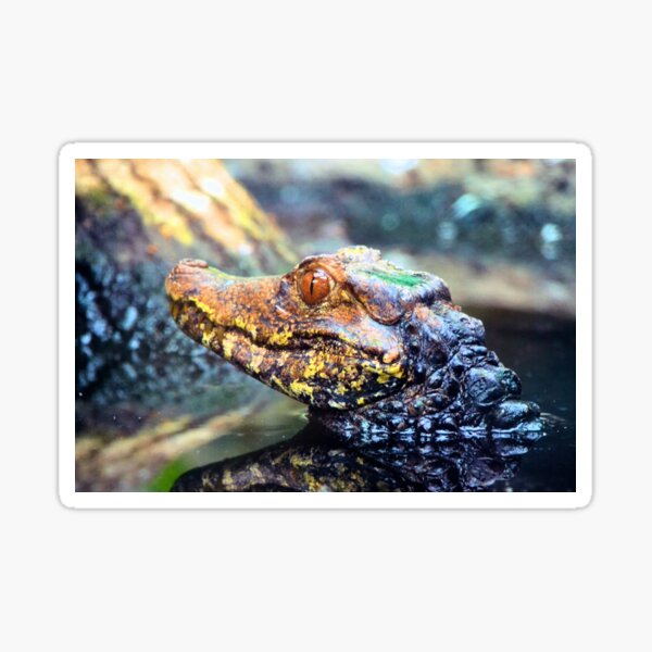 "Cuvier The Little Caiman" Sticker for Sale by debralore | Redbubble