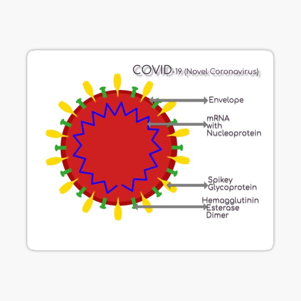 "Structure of COVID 19 Novel Coronavirus, SARS COVID 2 with labels ...