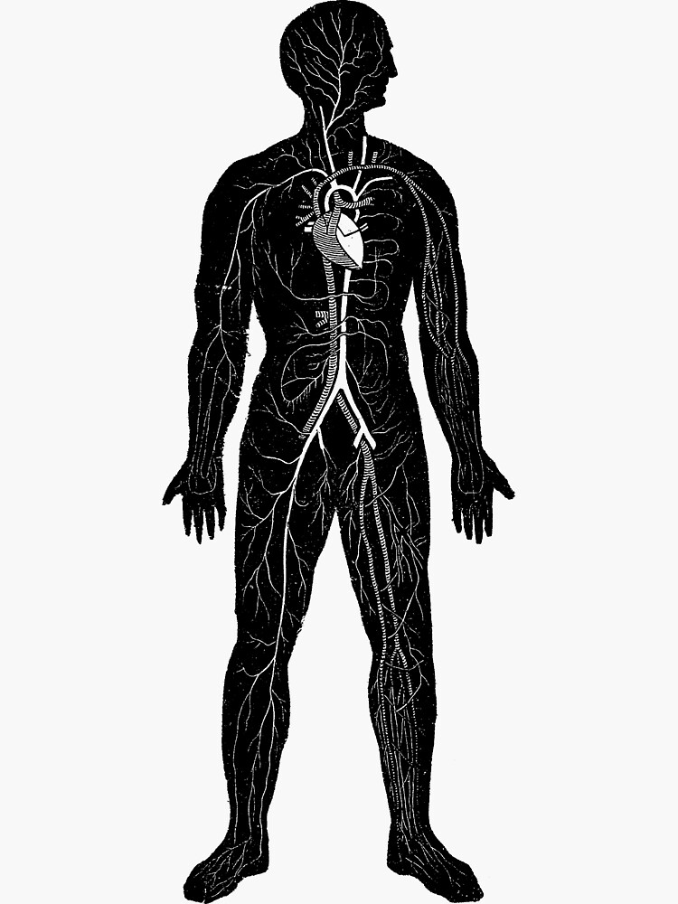 "Venous Circulatory System - Anatomy Poster 2" Sticker for Sale by ...