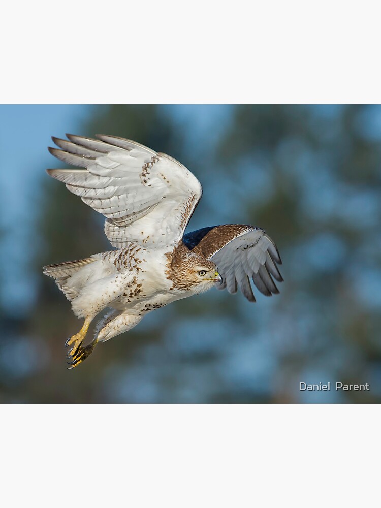 "Prowling Around" Art Print by Tempau | Redbubble