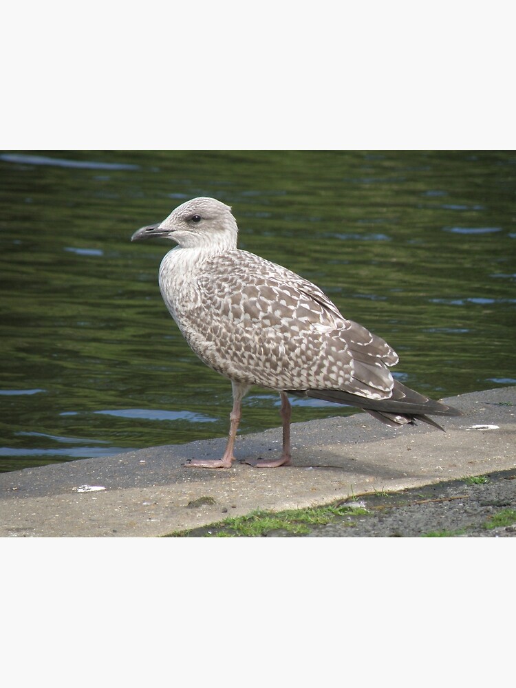 "Juvenile Urban Gull by the water Photograph" Poster for Sale by ...