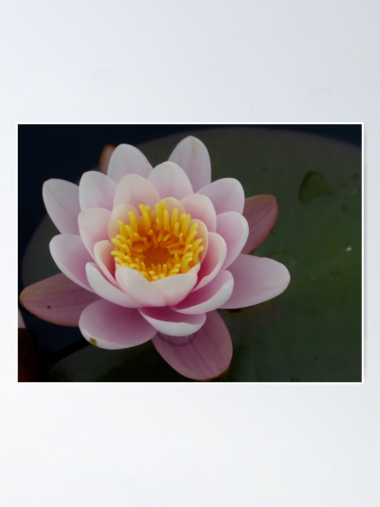 "nenuphar" Poster by TenelArt | Redbubble