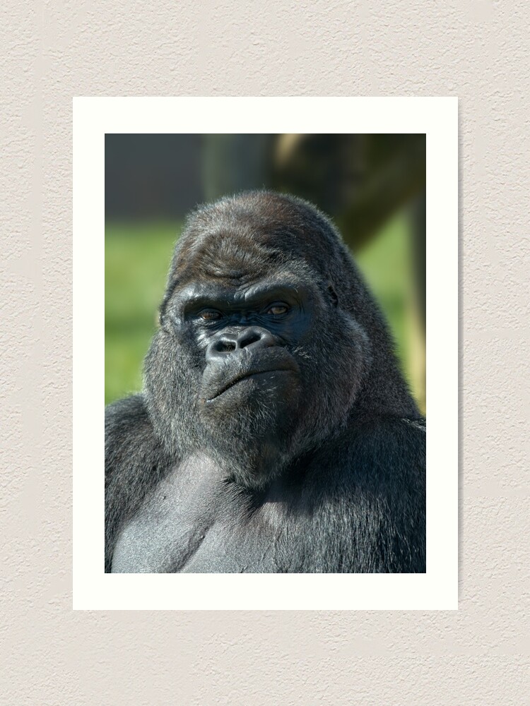 "Silverback Portrait" Art Print for Sale by rawshutterbug | Redbubble