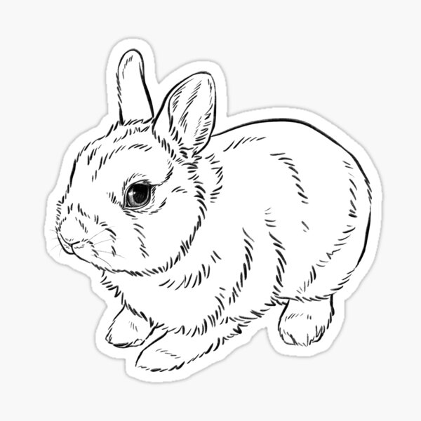 Netherland Dwarf Rabbit Gifts & Merchandise | Redbubble