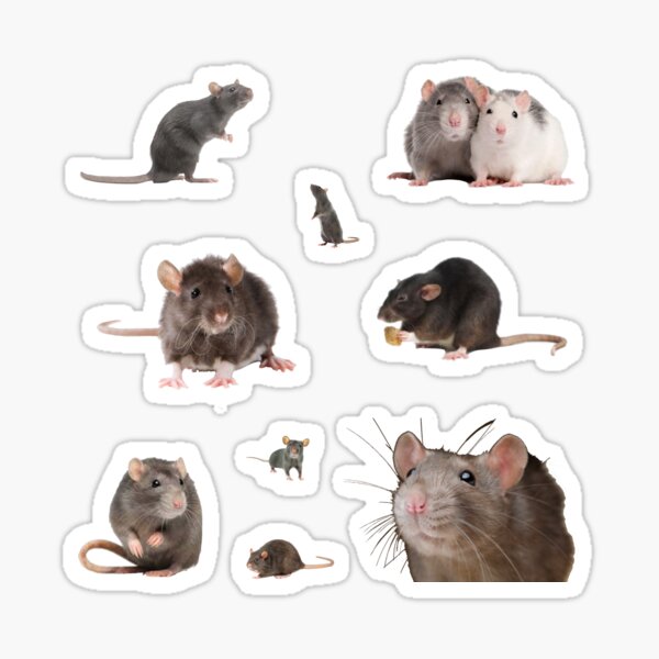 "The rat set" Sticker for Sale by SxltChipper | Redbubble