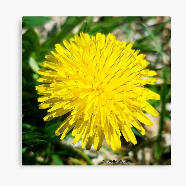 Yawnmower Merch & Gifts for Sale | Redbubble