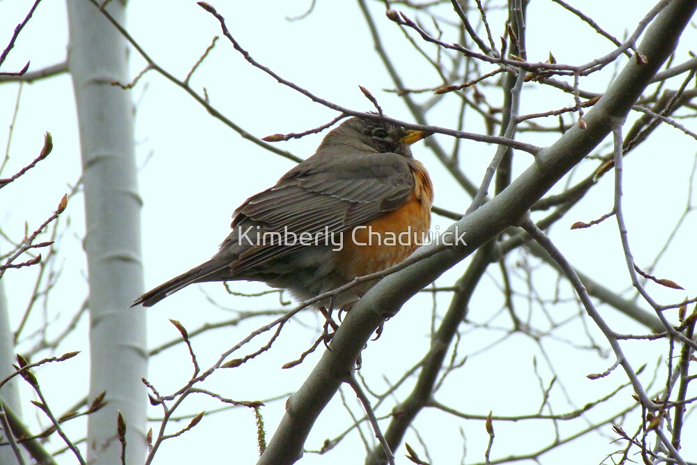 "American Robin ~ Bend,Oregon" by Kimberly Chadwick | Redbubble