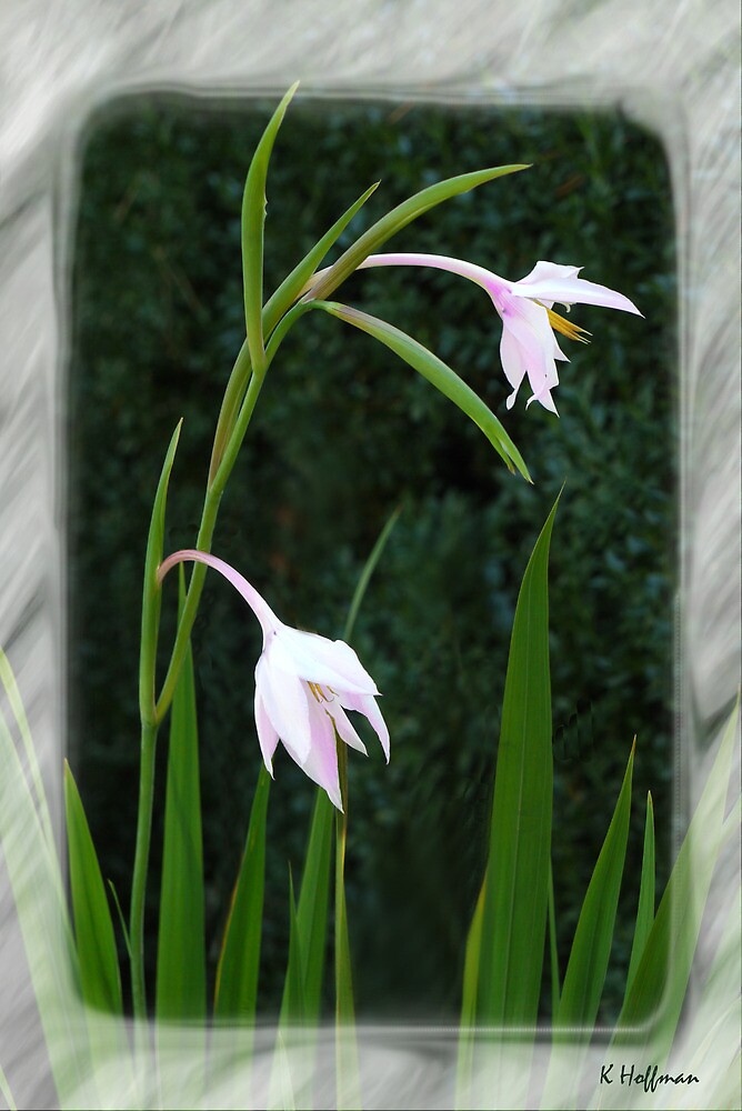 "Weeping Bells" by Kenneth Hoffman | Redbubble