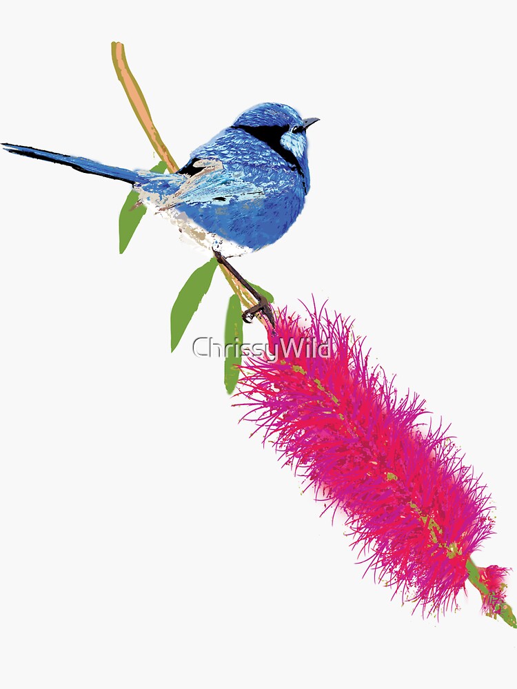 "Splendid Fairy-wren by Chrissy Wild" Sticker by ChrissyWild | Redbubble