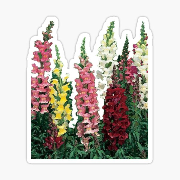 "Snapdragons" Sticker for Sale by gollenberga24 | Redbubble