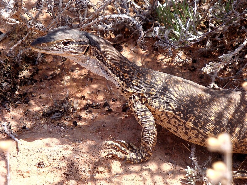 "Goanna" by jembot | Redbubble