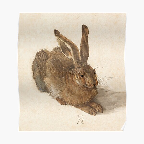 "Durer Young Hare 1502" Poster for Sale by dianegaddis | Redbubble