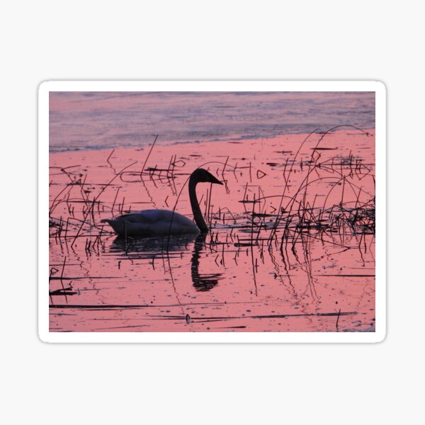 "Trumpeter Swan in Pink Sunset" Sticker by DebbieCenter | Redbubble