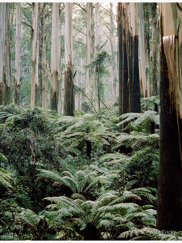 "Mountain Ash and Tree Ferns, Sherbrooke Forest." Poster by alfricke ...