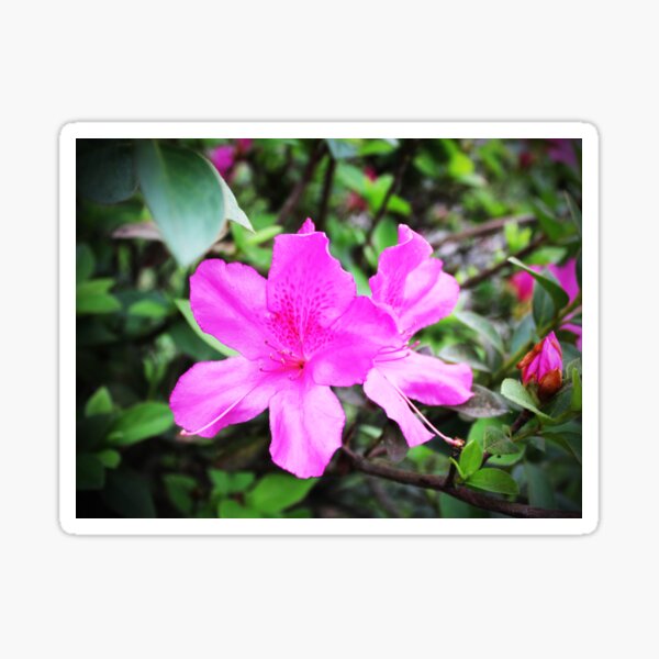 "Flowers" Sticker by SergioRGF | Redbubble