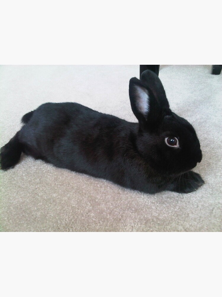 "THE EASTER BUNNY WANTS TO HOP TO YOUR HOME " Sticker for Sale by MsLiz ...