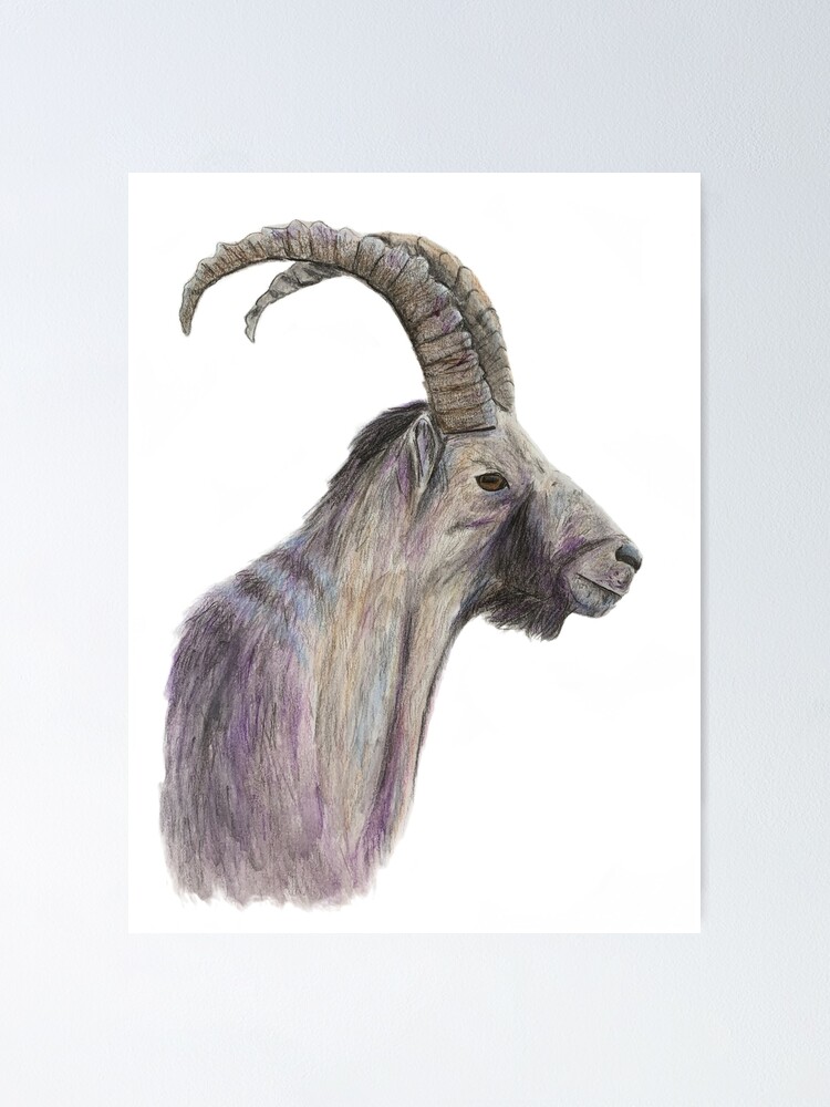 Ibex Drawing 135 Ibex High Res Illustrations Getty Images