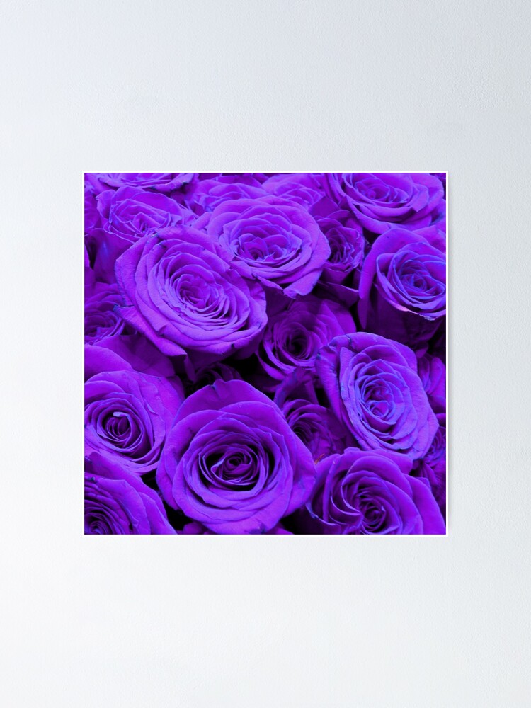 "Purple Roses | violet roses - Romantic lavender floral photo " Poster ...