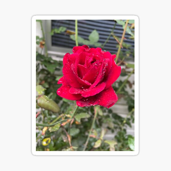 "Water Rose" Sticker for Sale by dwallis-160 | Redbubble