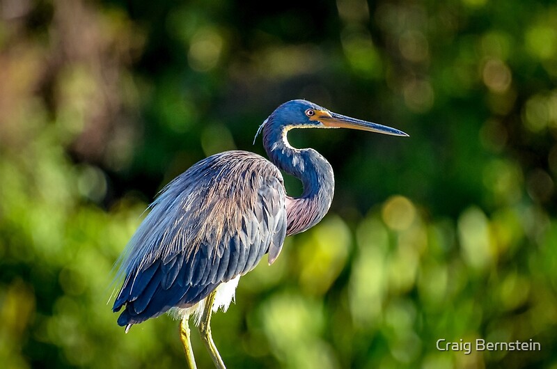 "Little One" by Craig Bernstein | Redbubble