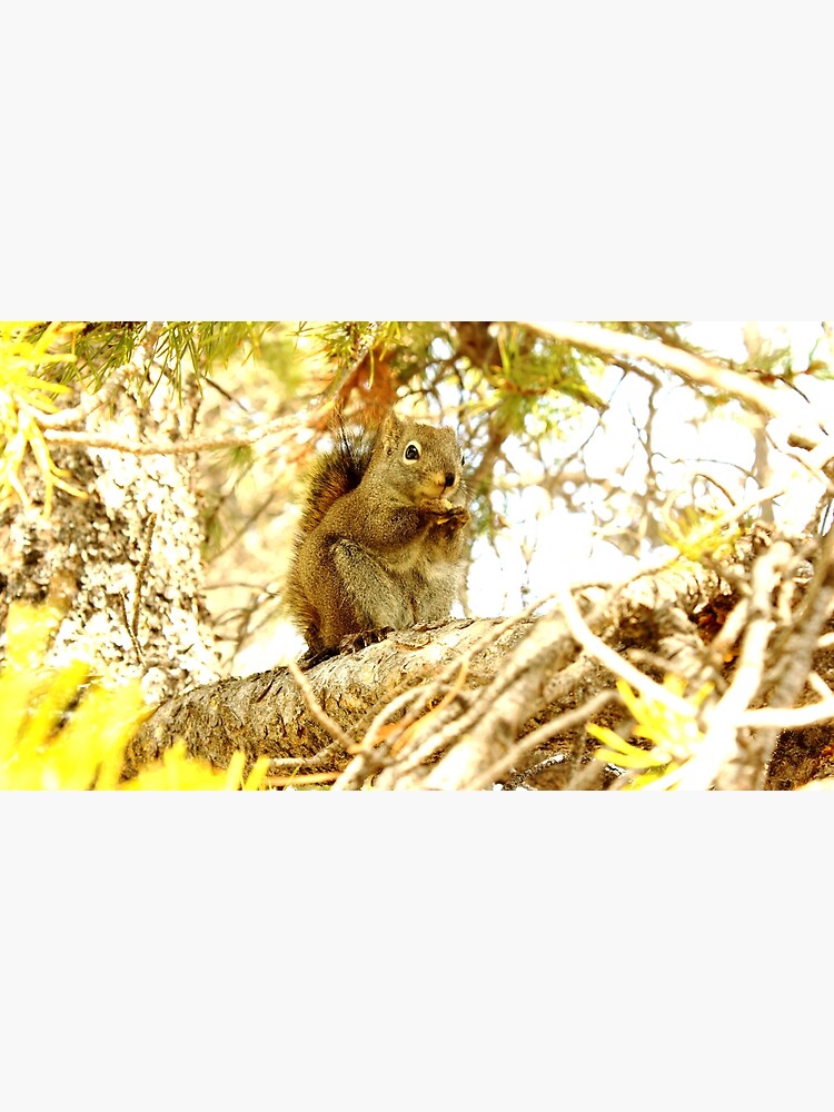 Póster «Ardilla en un árbol» de ambaron | Redbubble