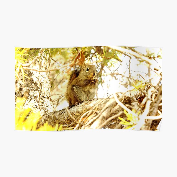Póster «Ardilla en un árbol» de ambaron | Redbubble