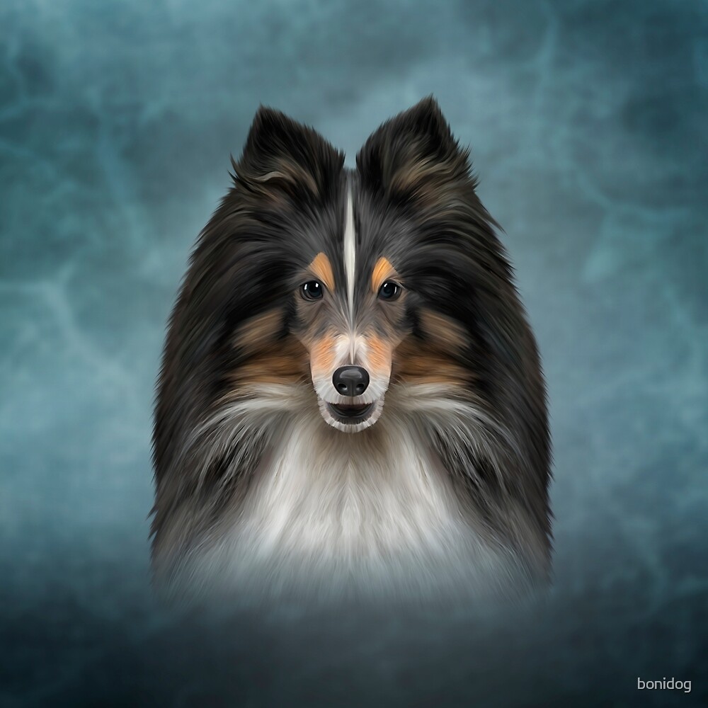 "Drawing Dog Shetland Sheepdog, Sheltie" by bonidog | Redbubble