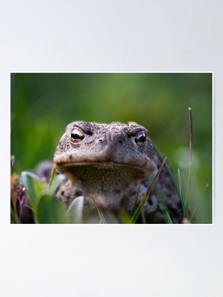 "Angry toad" Poster by MikeDavid81 | Redbubble