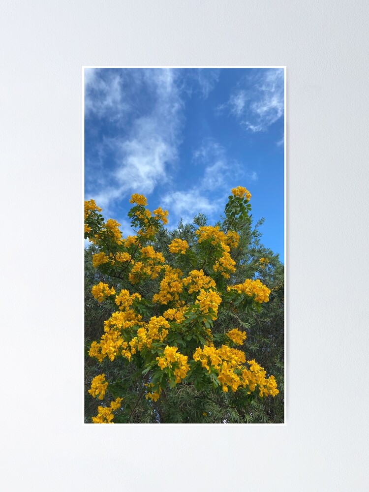 "Yellow Joy" Poster by dwallis-160 | Redbubble