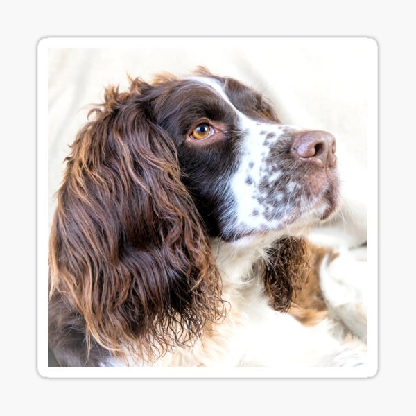 "Harvey" Sticker for Sale by JEZ22 | Redbubble