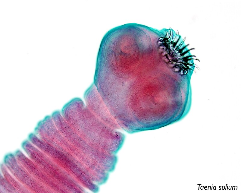 "Taenia solium" by Bobbi Pritt | Redbubble