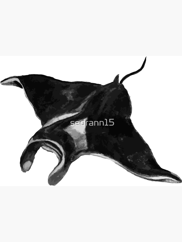 "Manta Ray Drawing" Art Print for Sale by sedrann15 | Redbubble