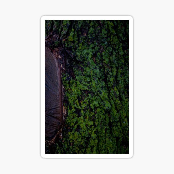"Moss Covered Tree" Sticker by hailxstorrm | Redbubble