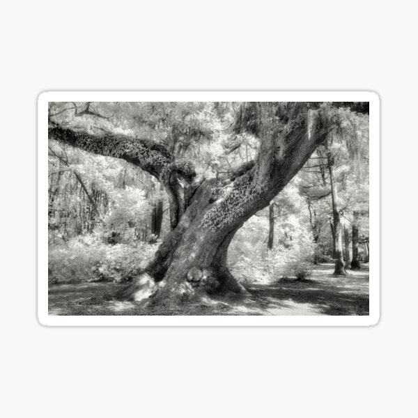 "Oak in Infrared" Sticker by jforno | Redbubble